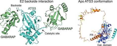 Structural Insights Into The Gabarap Atg3 Backside Interaction And Apo Atg3 Conformation