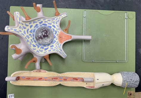 Quiz 4 Flashcards Quizlet