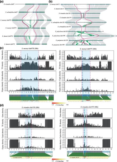 Evolution Of Sex Linked Genes And The Role Of Pericentromeric Regions