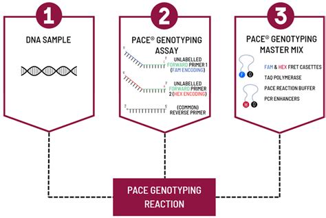 Pace Genotyping For Hemp Breeding