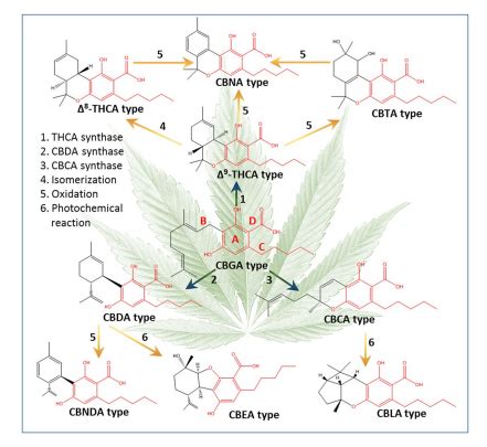 Phytocannabinoid Society Of Cannabis Clinicians