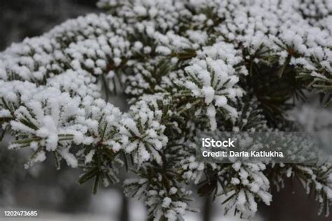 크리스마스 트리 가문비 나무 서리와 눈송이로 덮여 흰색 눈의 층 아래 소나무의 녹색 가지 쾌적한 감정과 아름다운 자연 겨울 배경입니다 0명에 대한 스톡 사진 및 기타 이미지