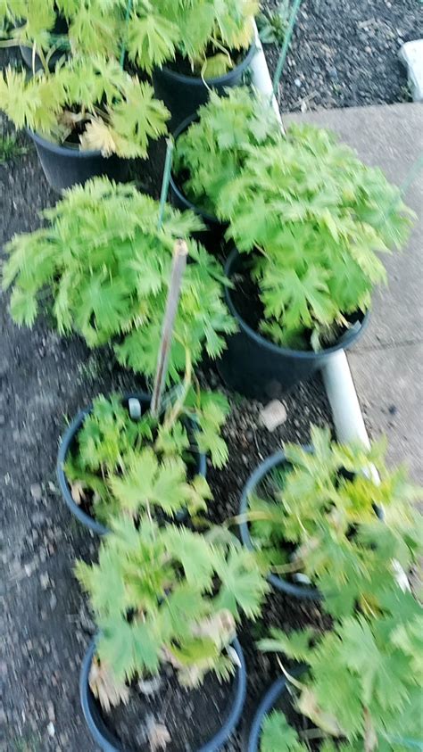 Delph Cottage Garden West Yorkshire Open Days Plant Sale R Yorkshire