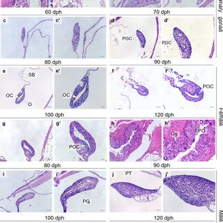 Electrophoresis Results Of Genetic Sex Identification Partial Download Scientific Diagram