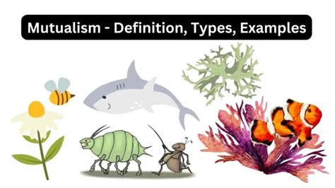 Predation Definition Types Examples Biology Notes Online