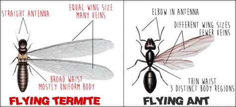 Termite Swarming Season Aka Flying Termites Pest Patrol