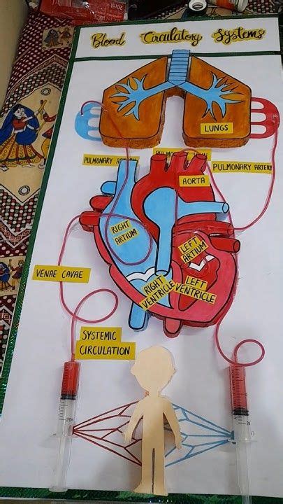 Human Blood Circulatory System Working Model Biology Project Model