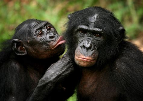 Chimpanzees Once Helped African Rainforests Recover From A Major