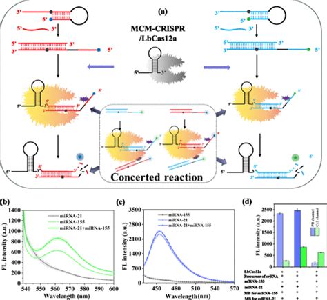 Mini Crrna Mediated Crispr Cas12a System Enhanced Imaging Of Multiple Micrornas In Cells