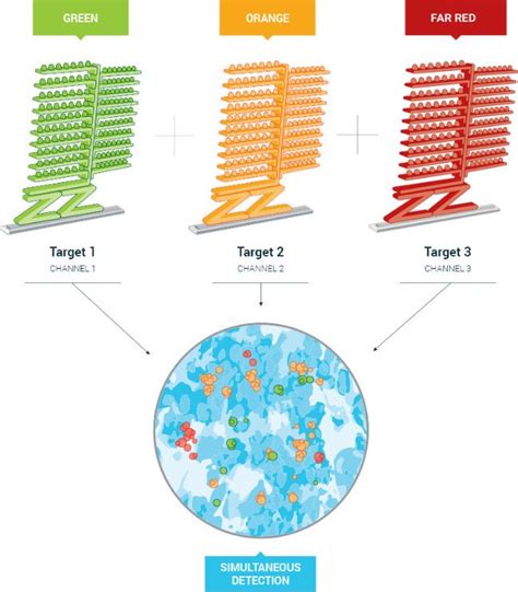 Rnascope® Multiplex Fluorescent Assay Options Bio Techne Corporation Specification Price Image
