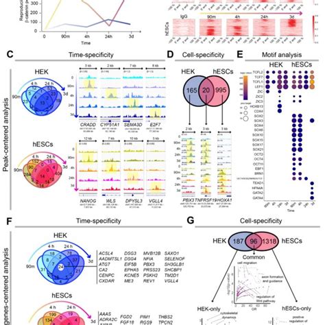 A Time Resolved Atlas Of B Catenin Genomic Occupancy Across Two Human