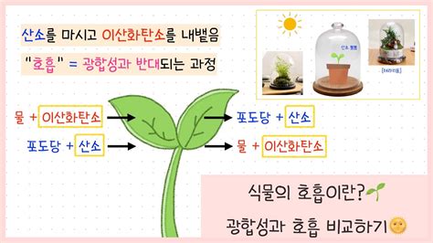 중2 식물과 에너지 4강 식물의 호흡 광합성과 호흡 비교🌱 Youtube