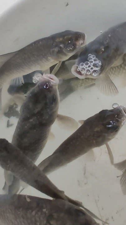 Pecanje Babuške Youtube