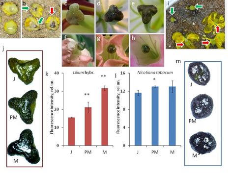 Dynamics Of Stigma Staining With Benzidine A I Nbt Jm And Dcf