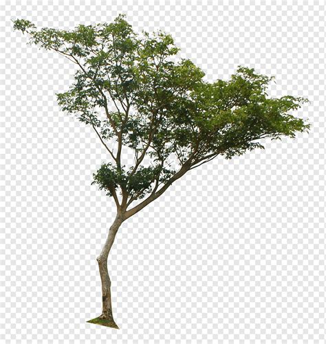 Tree Tree Trunk Leaf Branch Nature Png PNGWing