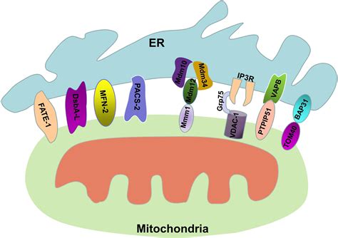 Frontiers Mitochondria Associated Er Membranes The Origin Site Of