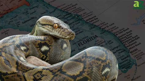 Gargantuan 176 Pound Python Captured In Florida And Added To The Record
