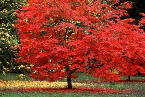 Beautiful Dwarf Trees Under Feet Tall For Your Yard