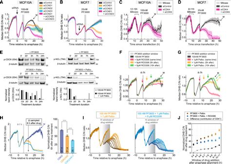 Rapid Adaptation To Cdk2 Inhibition Exposes Intrinsic Cell Cycle