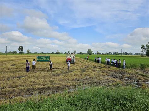 အုတ်တွင်းမြို့နယ်၌ မိုးစပါးစံကွက်ရိတ်သိမ်းခြင်း၊ ပိုက်ဆံလျှော်မျိုးစေ့နှင့် ပဲလွန်းမျိုးစေ့ ထောက