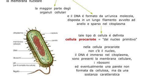 Paradiso Delle Mappe La Cellula Procariote E Eucariote