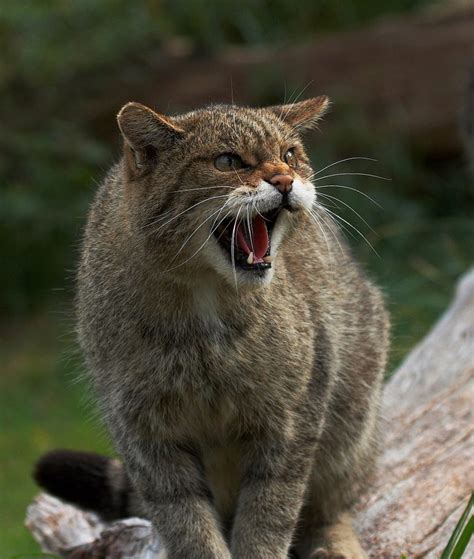 Alltimely Wildcat
