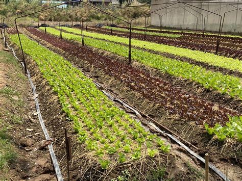 เศรษฐีเกษตร สาวโคราชพลิกผืนนาปลูกผักออร์แกนิกส่งขายขึ้นห้างดังสร้างรายได้หลักล้านบาทต่อปี