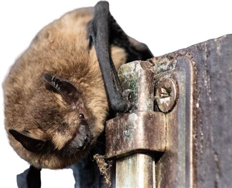Bats And The Bugs That Come With Them Bats And Bugs Pest Solutions