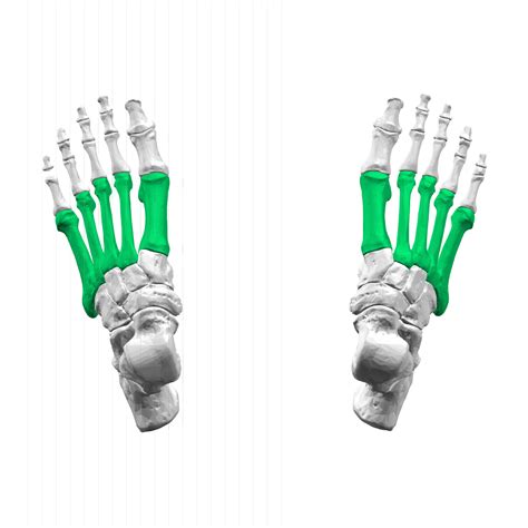Metatarsal Bones Wikipedia