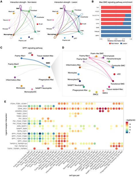 Integrative Single Cell Meta Analysis Reveals Disease Relevant Vascular