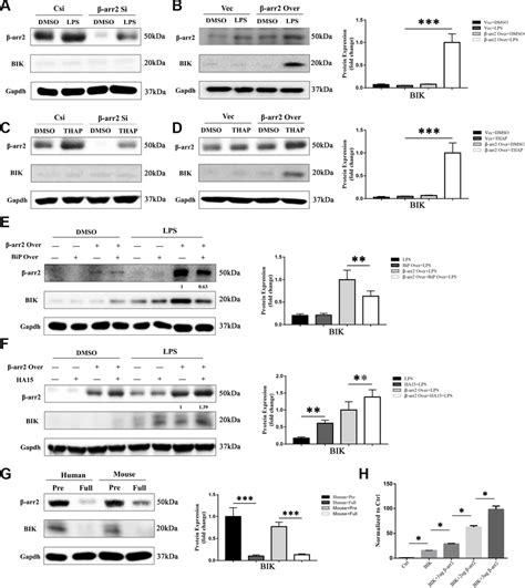 Suppression of BiP by β arrestin leads to the release of BIK A Download Scientific Diagram