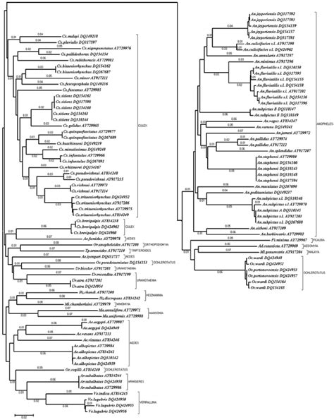 nj phylogenetic tree based on kimura two parameter genetic distances of