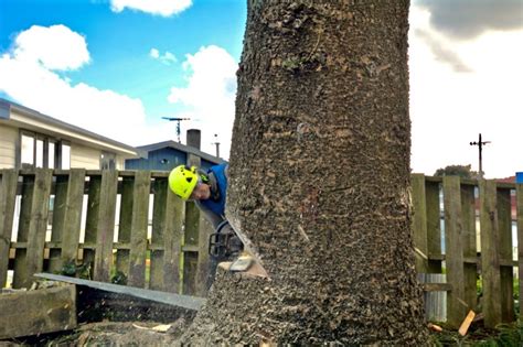 Replanting After Tree Removal In Auckland A Sure Services