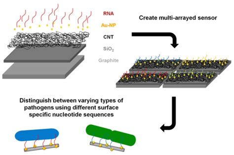 Schematic Depicting Each Component Layer Of The Designed Biosensor As
