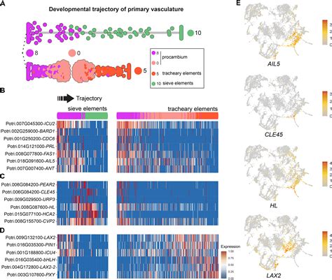 Single Nuclei Transcriptome Analysis Of The Shoot Apex Vascular System Differentiation In