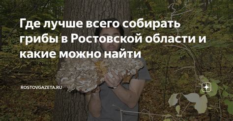 Где лучше всего собирать грибы в Ростовской области и какие можно найти Дзен