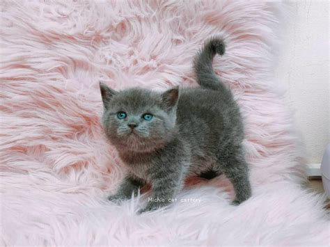 🎉 มีผปค แล้วน้า 💋 Scottish Straight หูตั้ง Dob 15 12 2021 Sex