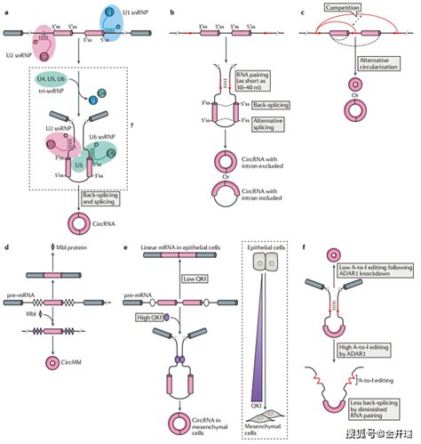 Circrna（circular Rna，环状rna）详解 研究