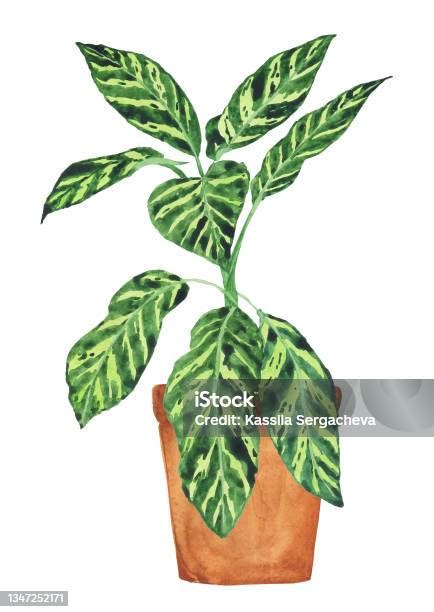 디펜바키아 벙어리 지팡이는 흰색 배경에 고립 된 식물을 화분에 심은 수채화 손 그리기 그림 실내 화분 식물 디자인에 적합합니다 갈색에 대한 스톡 벡터 아트 및 기타 이미지