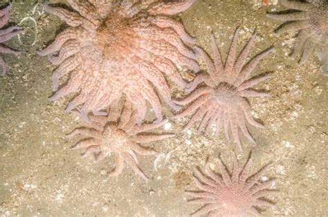 Soft Sediment Ecology Inspire Environmental