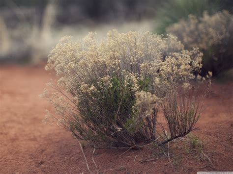 Desert Plants 4k Uhd Wallpaper For Ultrahd Desktop And Tv Widescreen