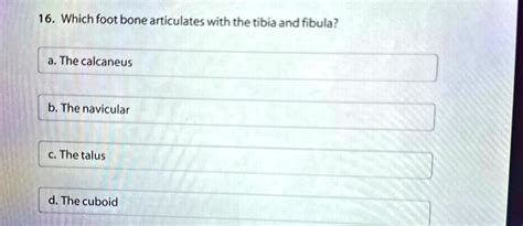 16 Which Foot Bone Articulates With The Tibia And Fibula A The Calcaneus B The Navicular C The