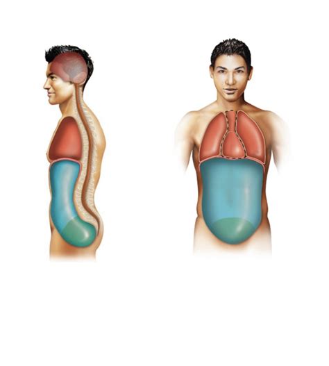 A P Lab Exercise Images Diagram Quizlet