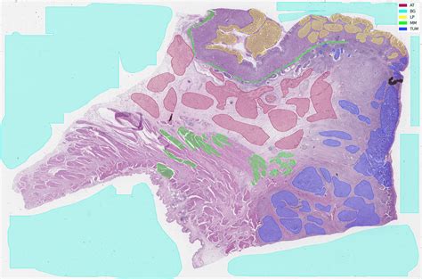 Path Dt Msu Dataset Laboratory Of Mathematical Methods Of Image