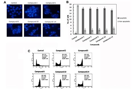 A Dapi Nuclear Staining Hek 293 Cells Were Treated With Download Scientific Diagram