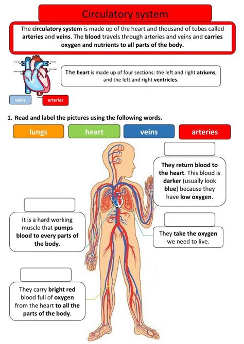 Circulatory System Free Online Activity Live Worksheets Worksheets