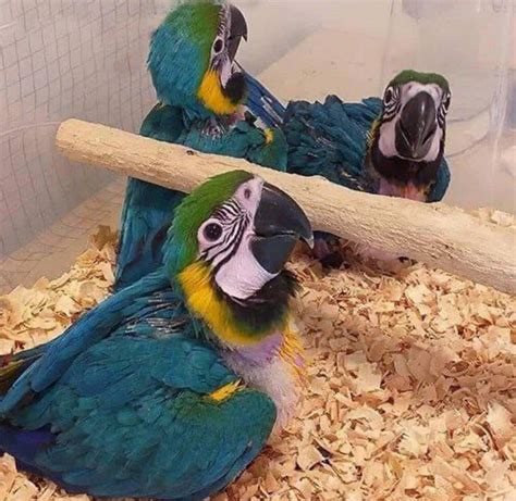 Guacamayo Bebé En Venta Exotic Parrots For Sale
