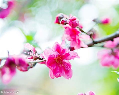 100 عکس باکیفیت شکوفه آلوچه با حال و هوای بهاری