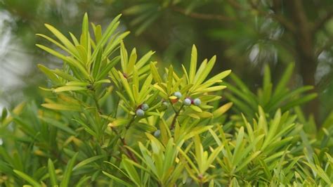 11 000 Podocarpus Pictures