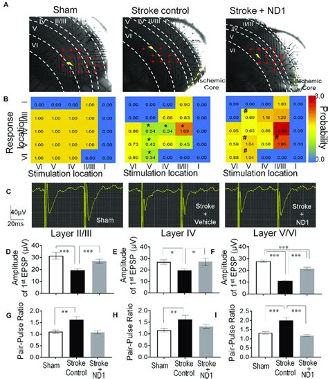 Functional Repair Of Neuronal Networks In The Ischemic Cortex The